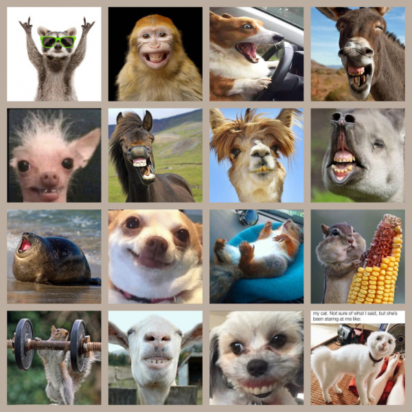 2048 Funny Animals
