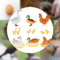 2048 Birds Life Cycle