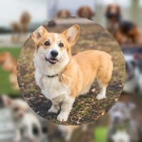 2048 Nice Dogs